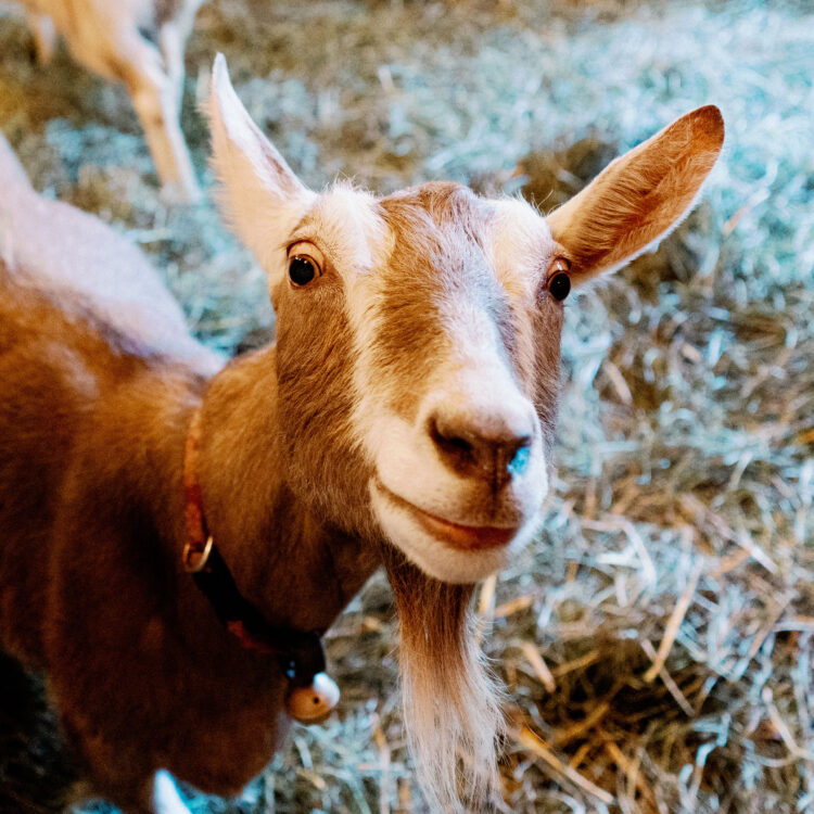 Shop - Bella Luna Farms